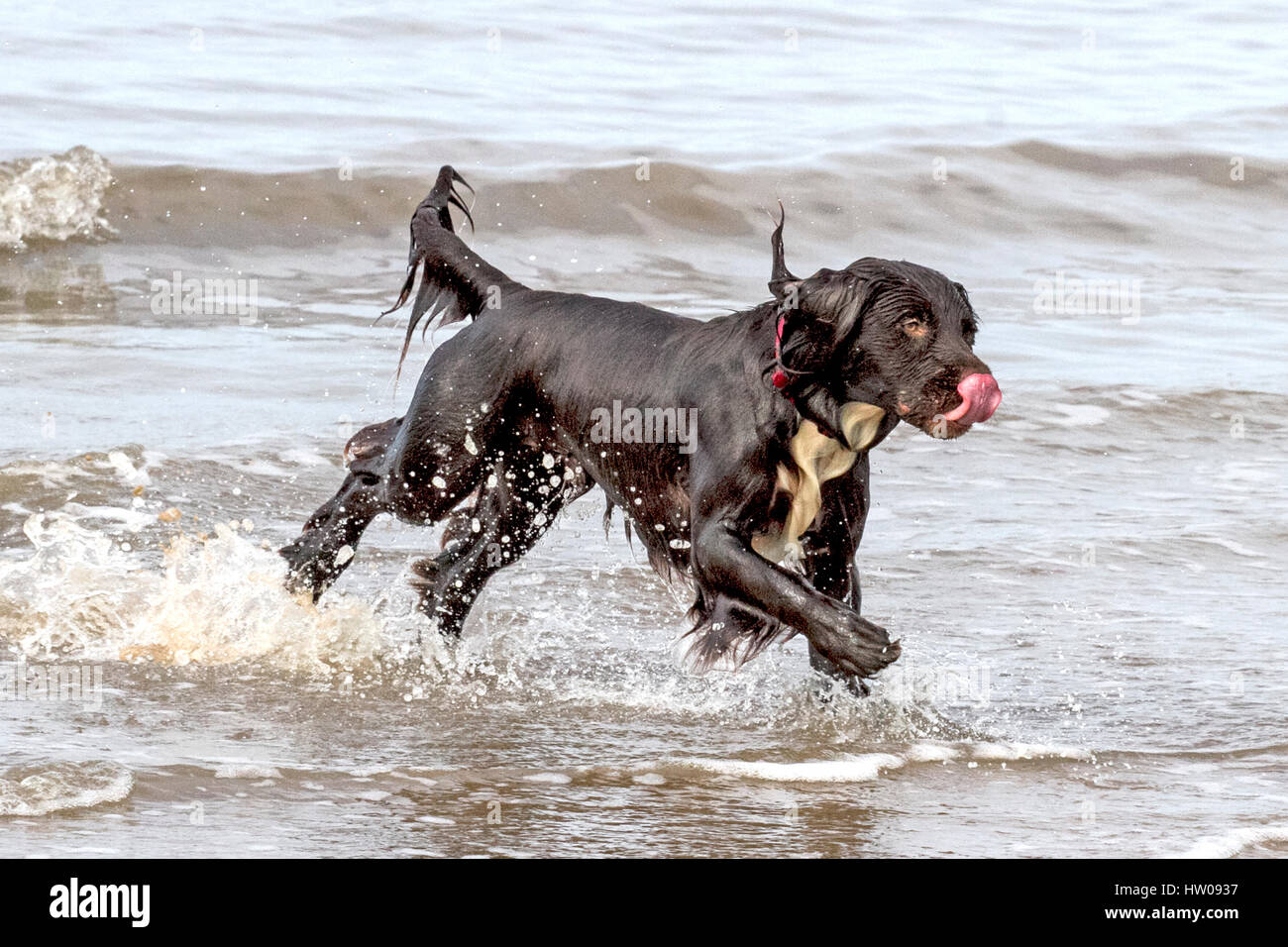 Sprocket dog hi-res stock photography and images - Alamy