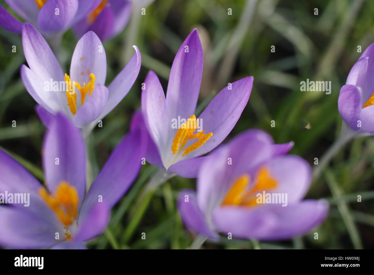 Hamburg, Germany, 15th, MAR, 2017. First spring crocuses of the year ...