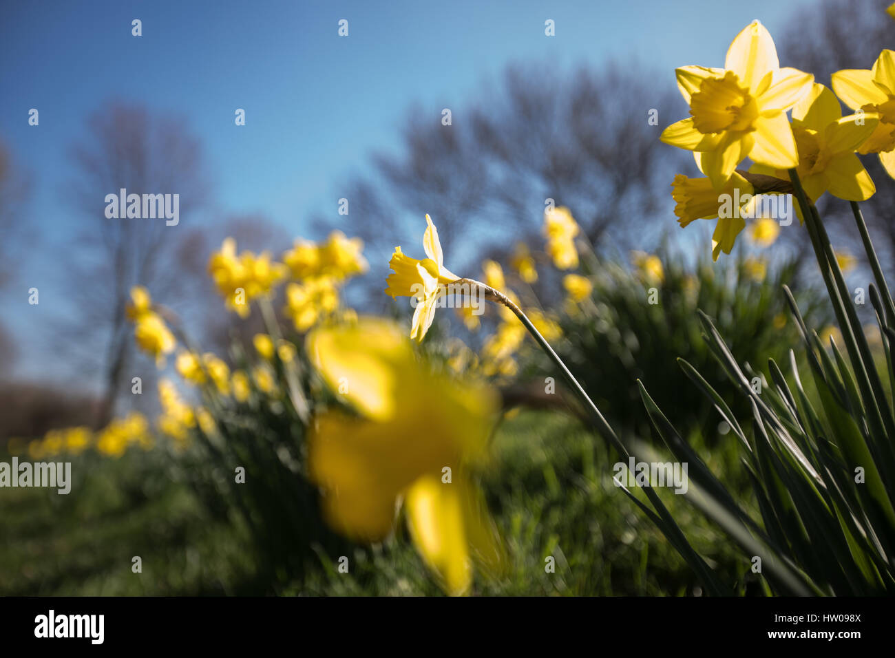 London, UK. 15th Mar, 2017.UK weather. Beautiful, sunny, spring day ...