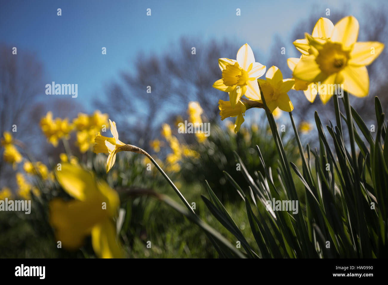 London, UK. 15th Mar, 2017.UK weather. Beautiful, sunny, spring day ...