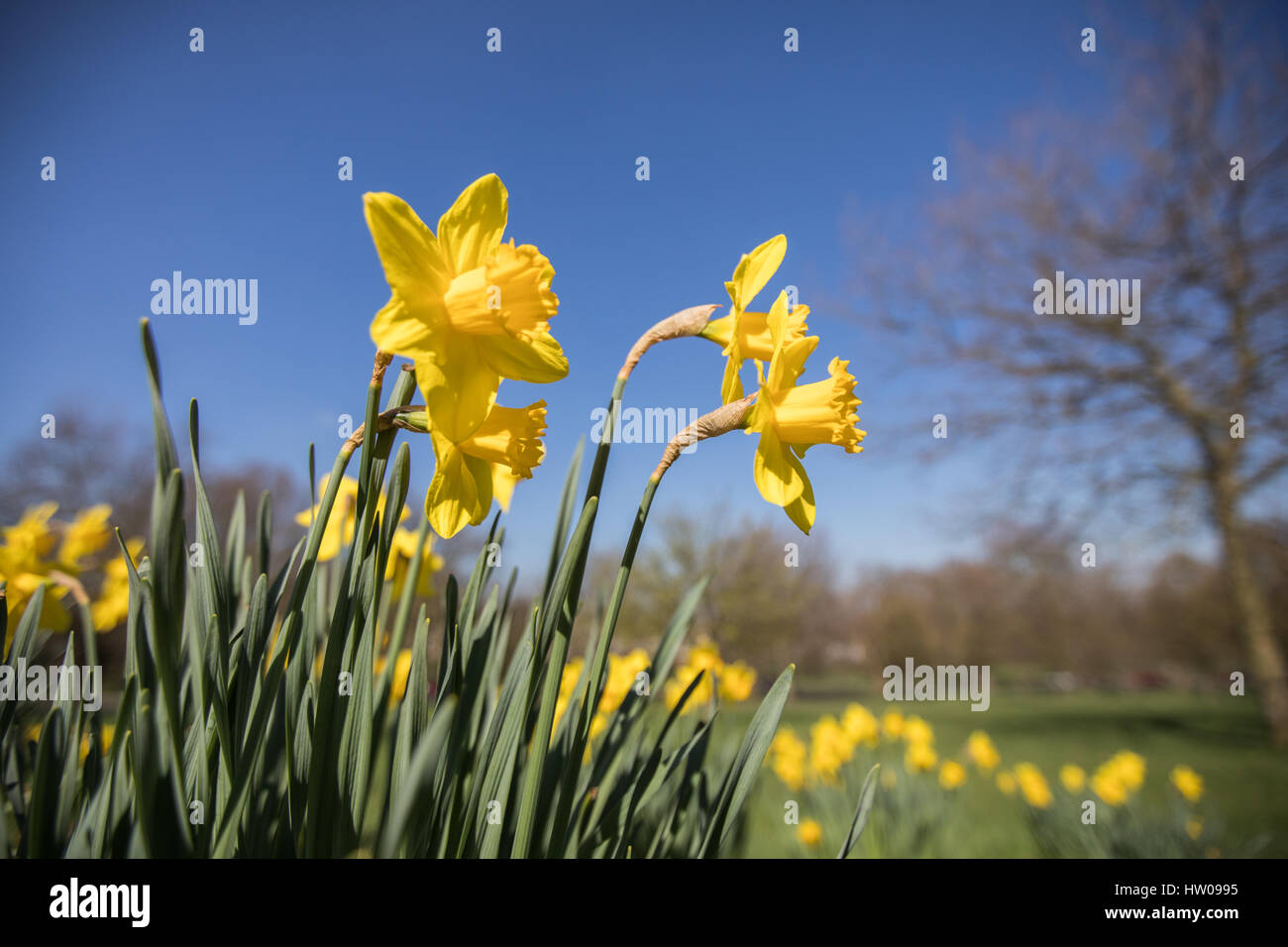 London, UK. 15th Mar, 2017.UK weather. Beautiful, sunny, spring day ...