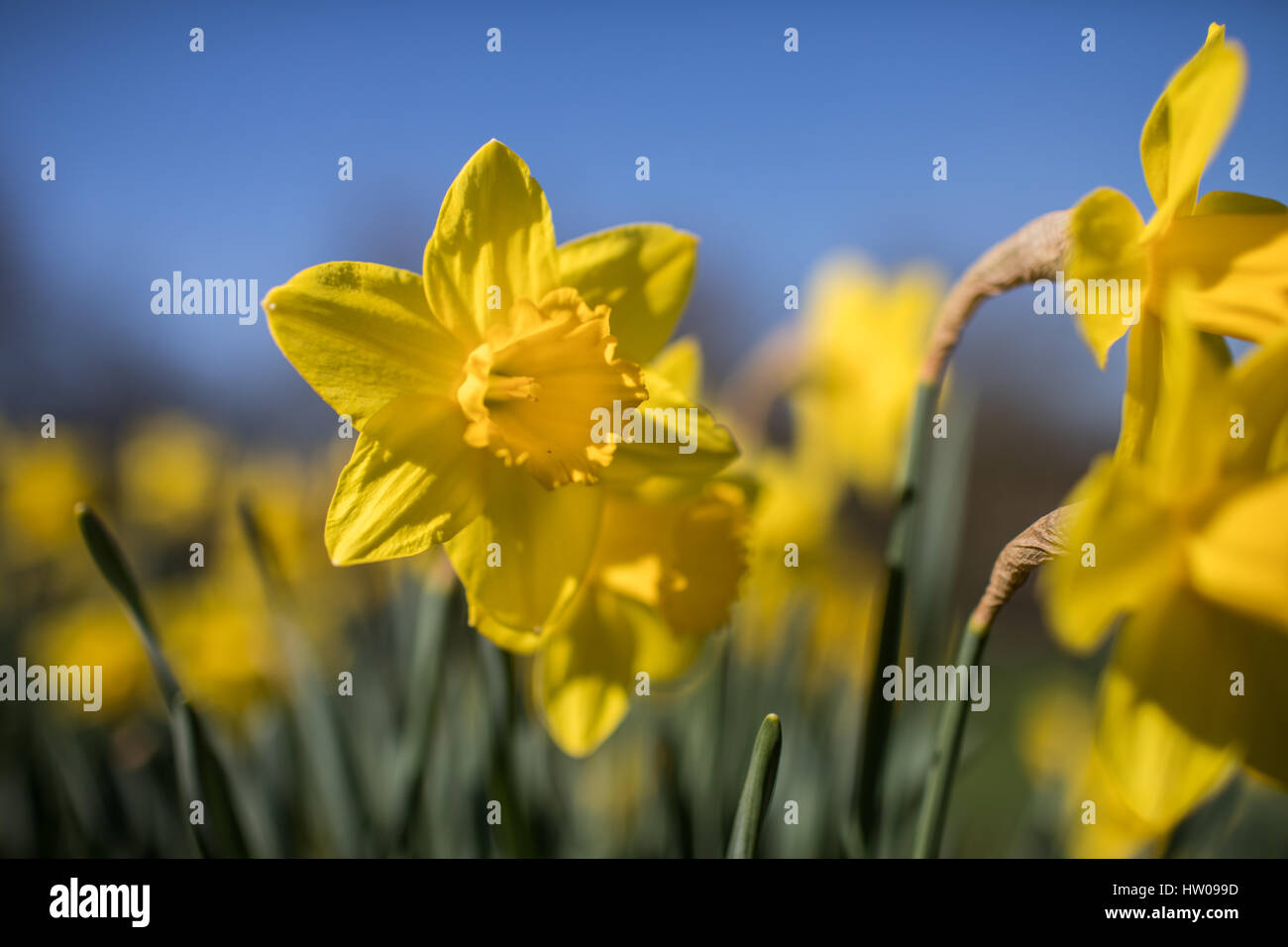 London, UK. 15th Mar, 2017.UK weather. Beautiful, sunny, spring day ...