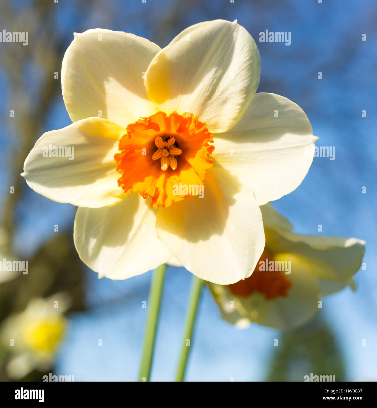 White and yellow geranium daffodil flower basking in warm spring ...