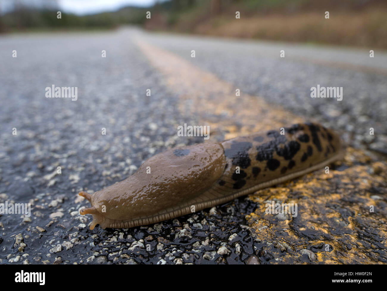 Elkton, Oregon, USA. 15th Mar, 2017. A large banana slug slowly crosses ...