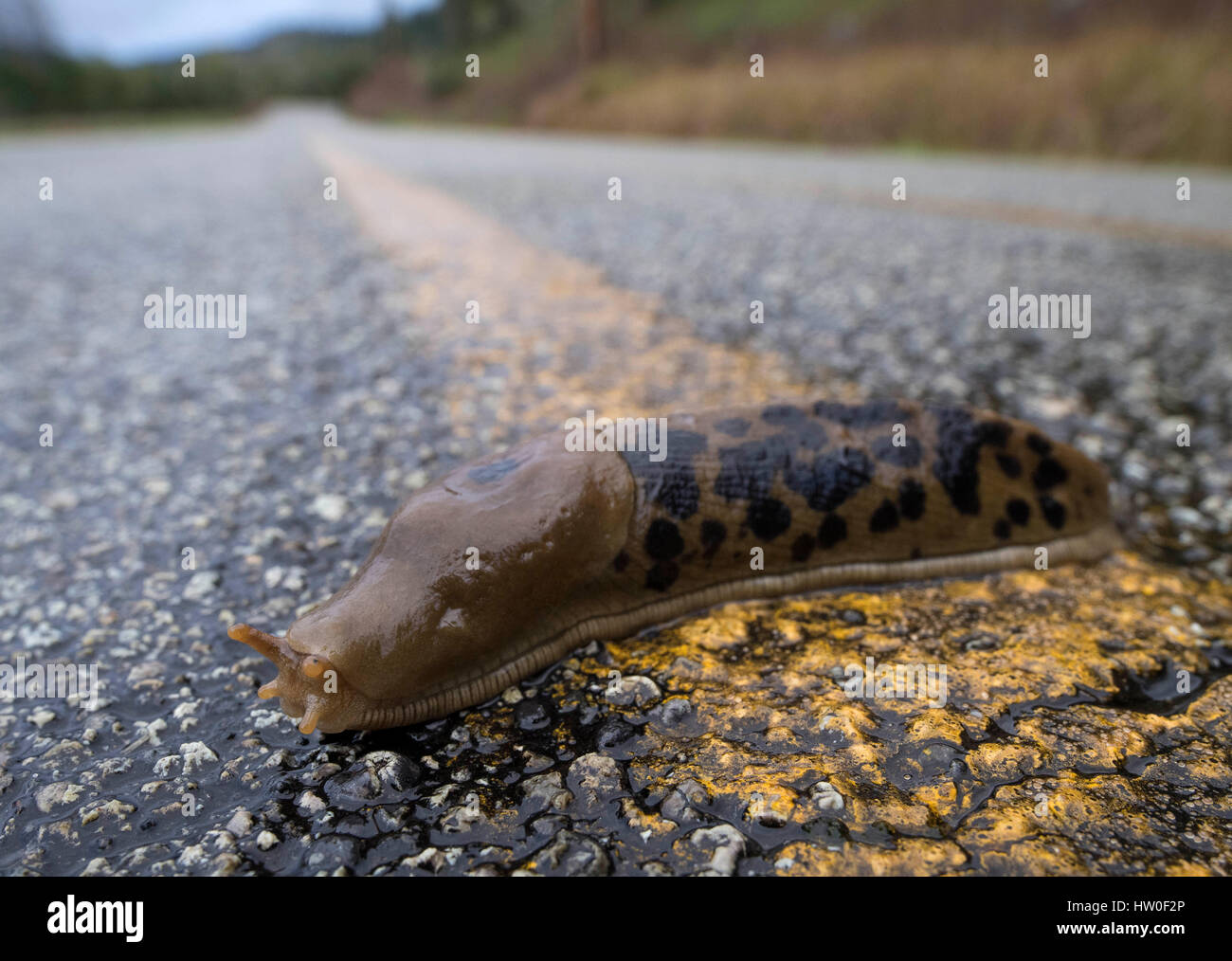 Elkton, Oregon, USA. 15th Mar, 2017. A large banana slug slowly crosses ...