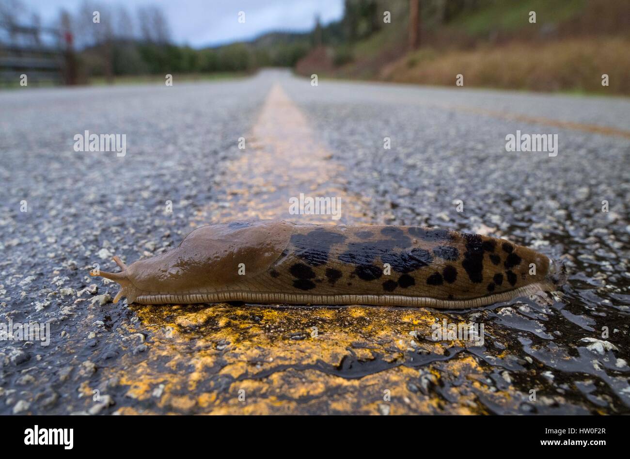 Elkton, Oregon, USA. 15th Mar, 2017. A large banana slug slowly crosses ...