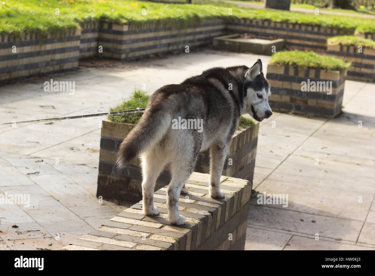 Dogs playing in Bute park, Cardiff with their owners Stock Photo - Alamy