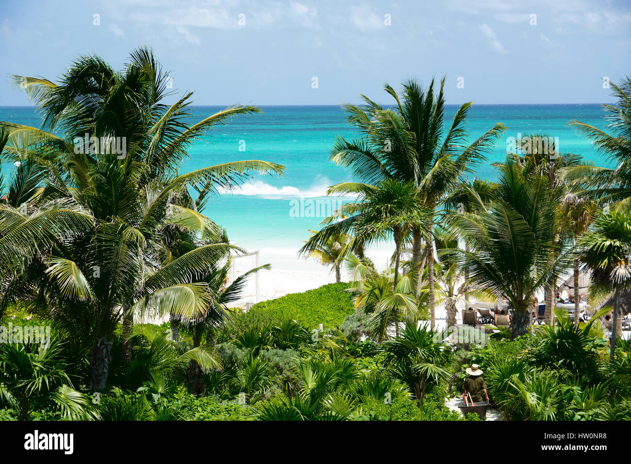 Tropical beach with coconuts tree.Resort in Riviera Maya. Mexico Stock ...
