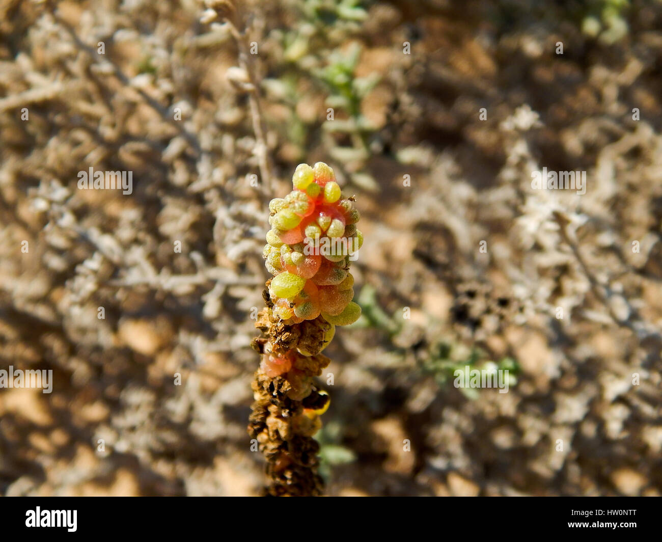 Flower desert uae hi-res stock photography and images - Alamy