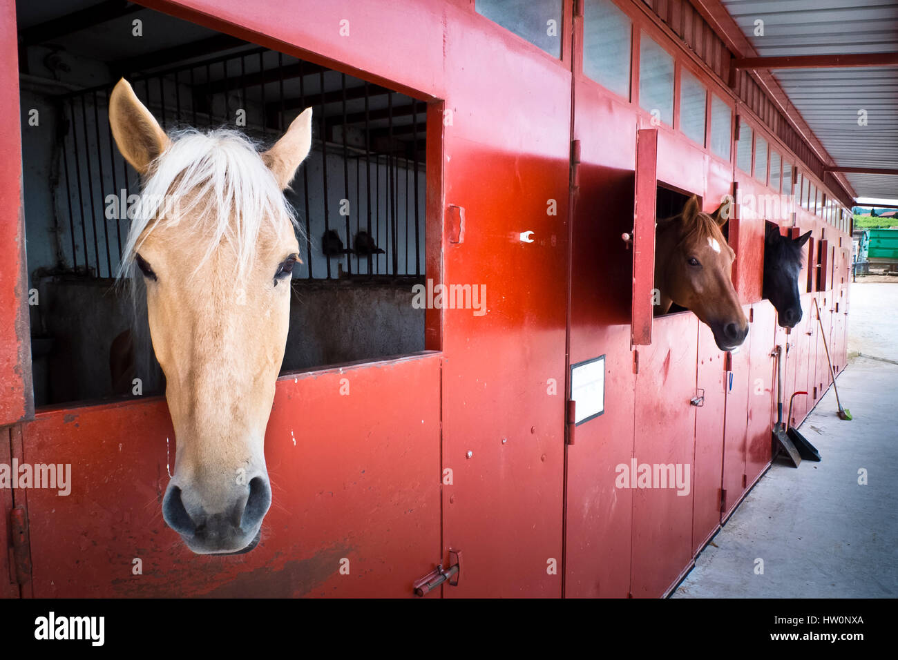 horses in the stables Stock Photo - Alamy