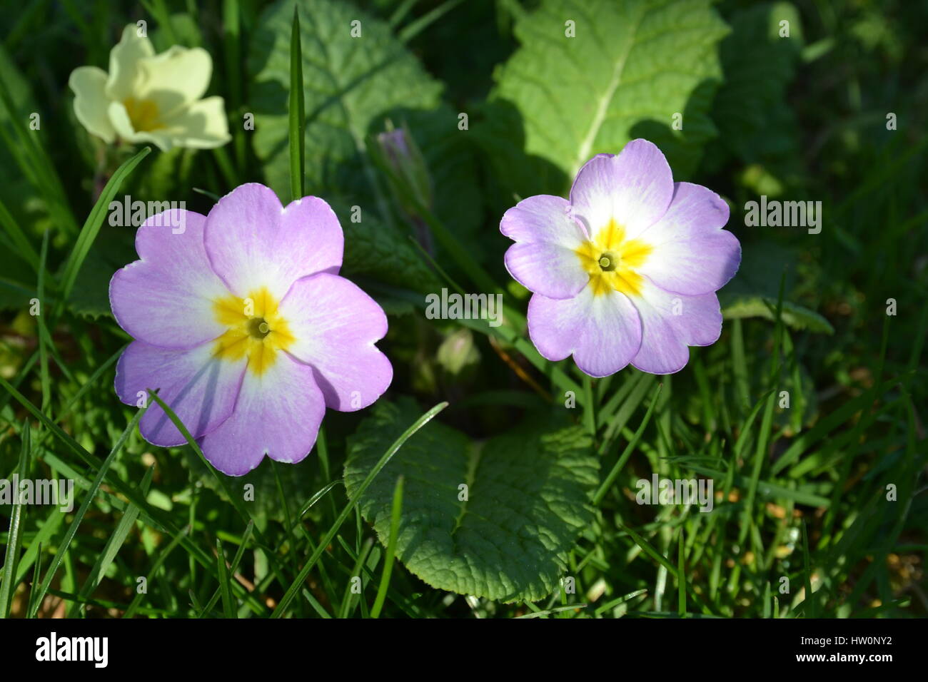 Wild primroses growing in the lawn, in a British garden Stock Photo - Alamy