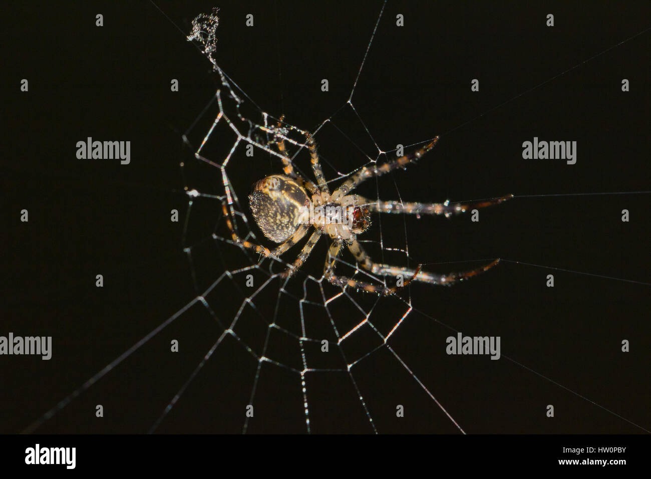 Shaded orb weaver spider hi-res stock photography and images - Alamy