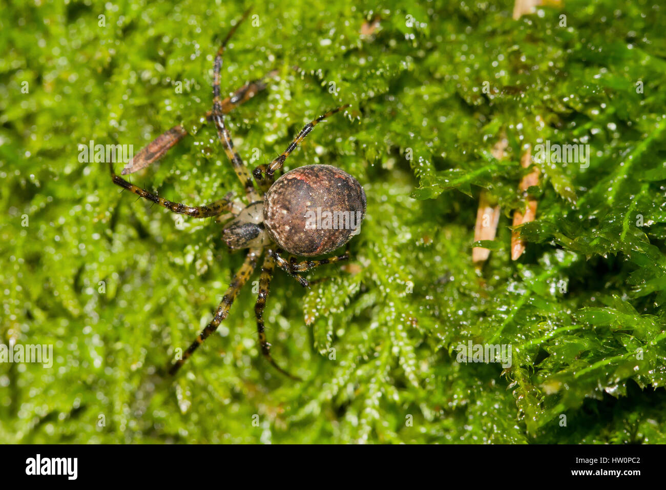 Shaded orb weaver spider hi-res stock photography and images - Alamy