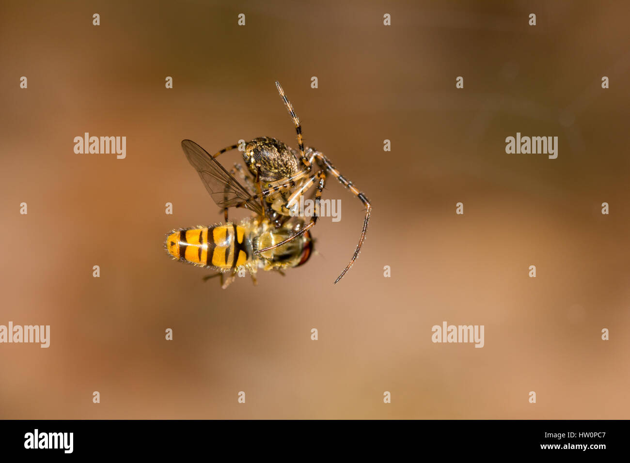 Shaded orb weaver spider hi-res stock photography and images - Alamy