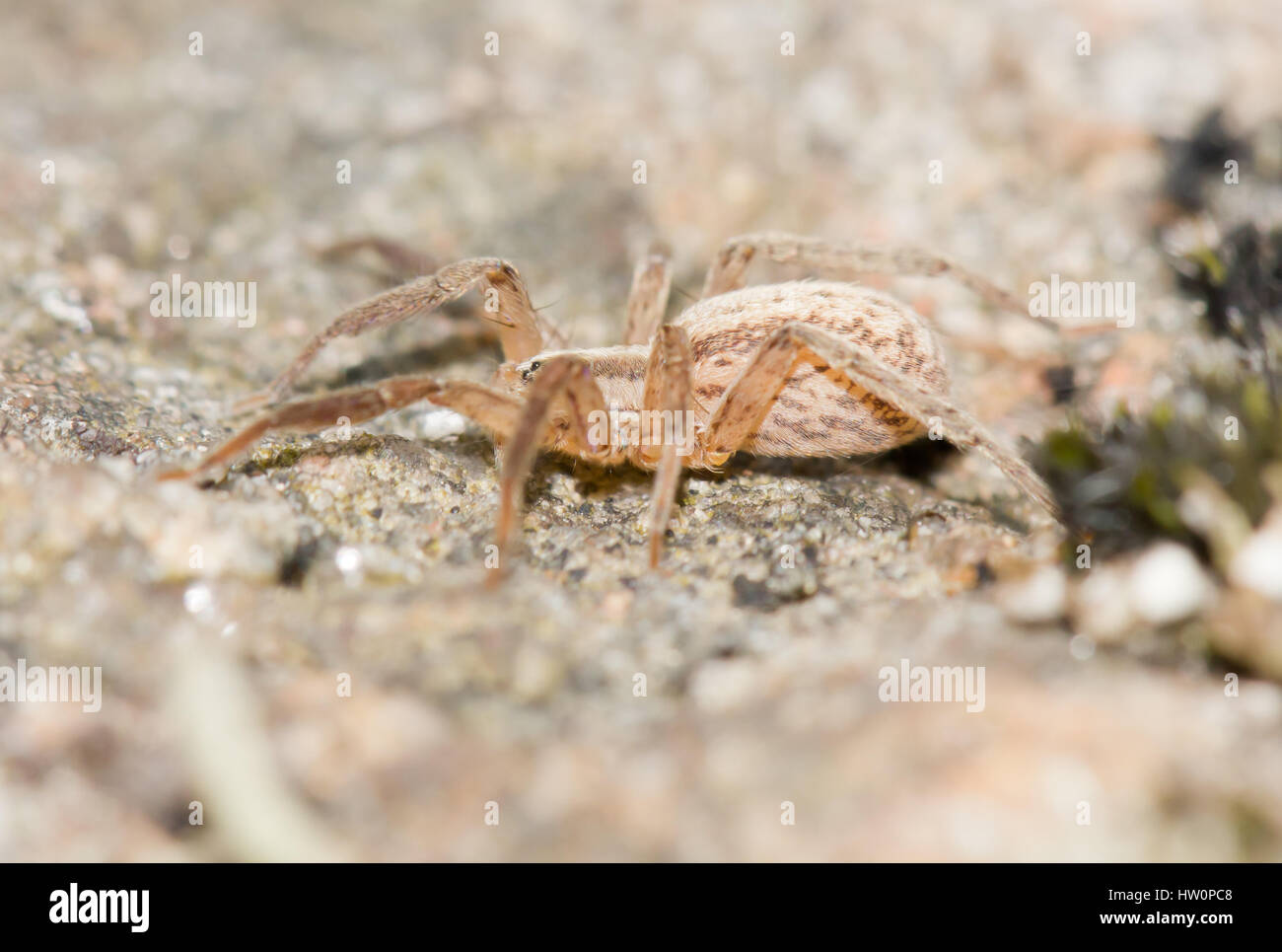 Spiny legs spider hi-res stock photography and images - Alamy