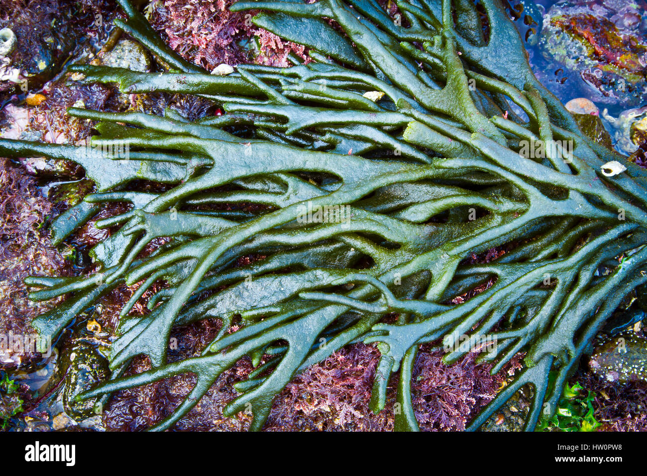 Intertidal zone seaweed hi-res stock photography and images - Alamy