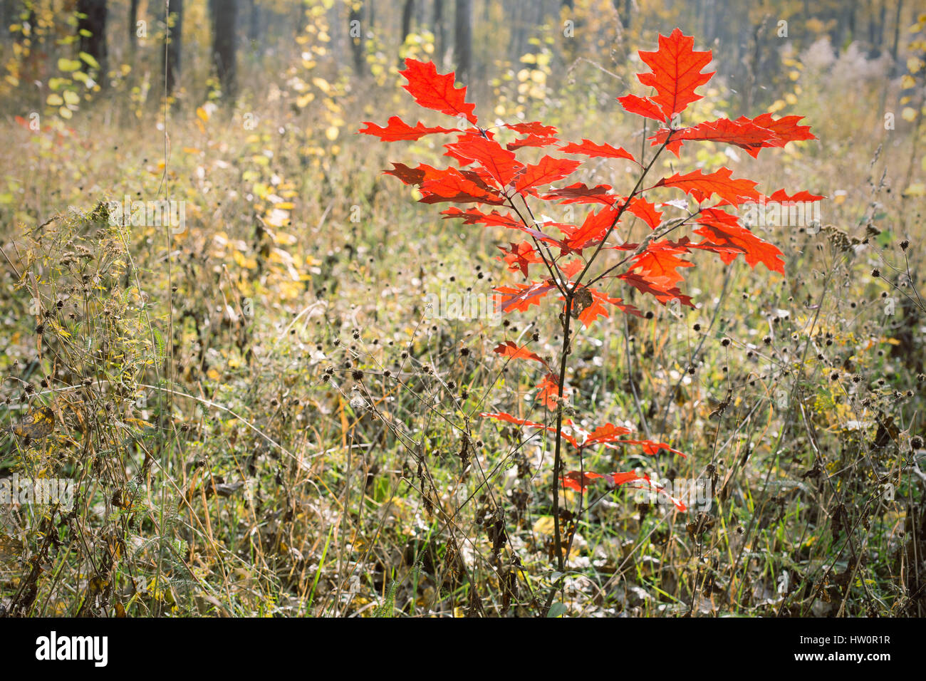 small oak tree with red leaves in park Stock Photo - Alamy