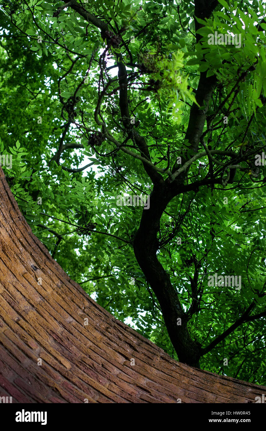 Brick wall and branches of a tree with foliage Stock Photo - Alamy