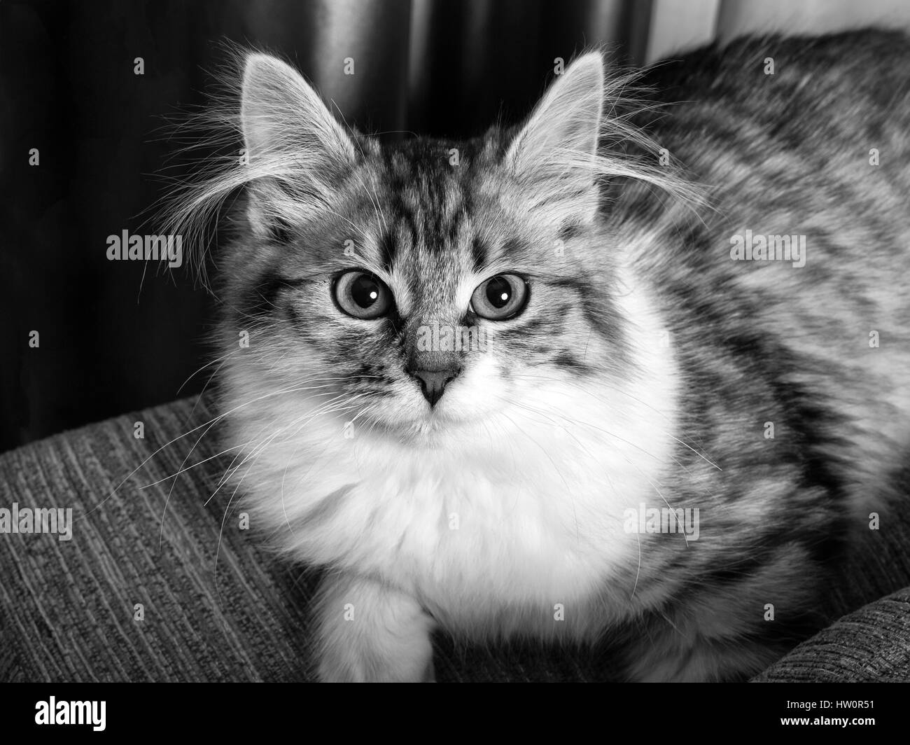 Fluffy Grey Cat portrait black and white closeup Stock Photo - Alamy