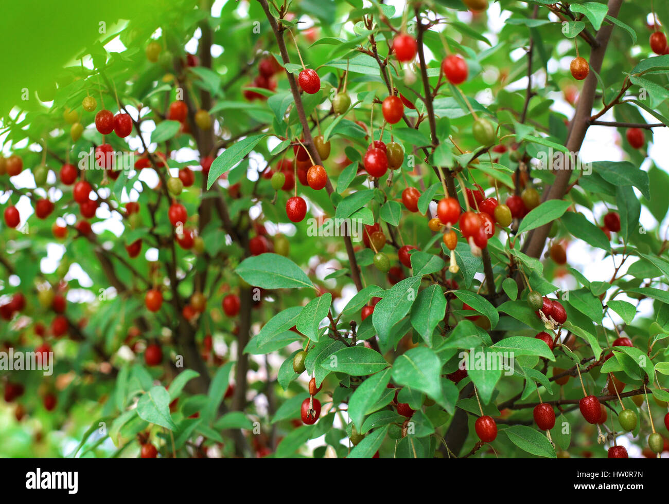 Bush with red berries and green foliage in a summer garden Stock Photo ...