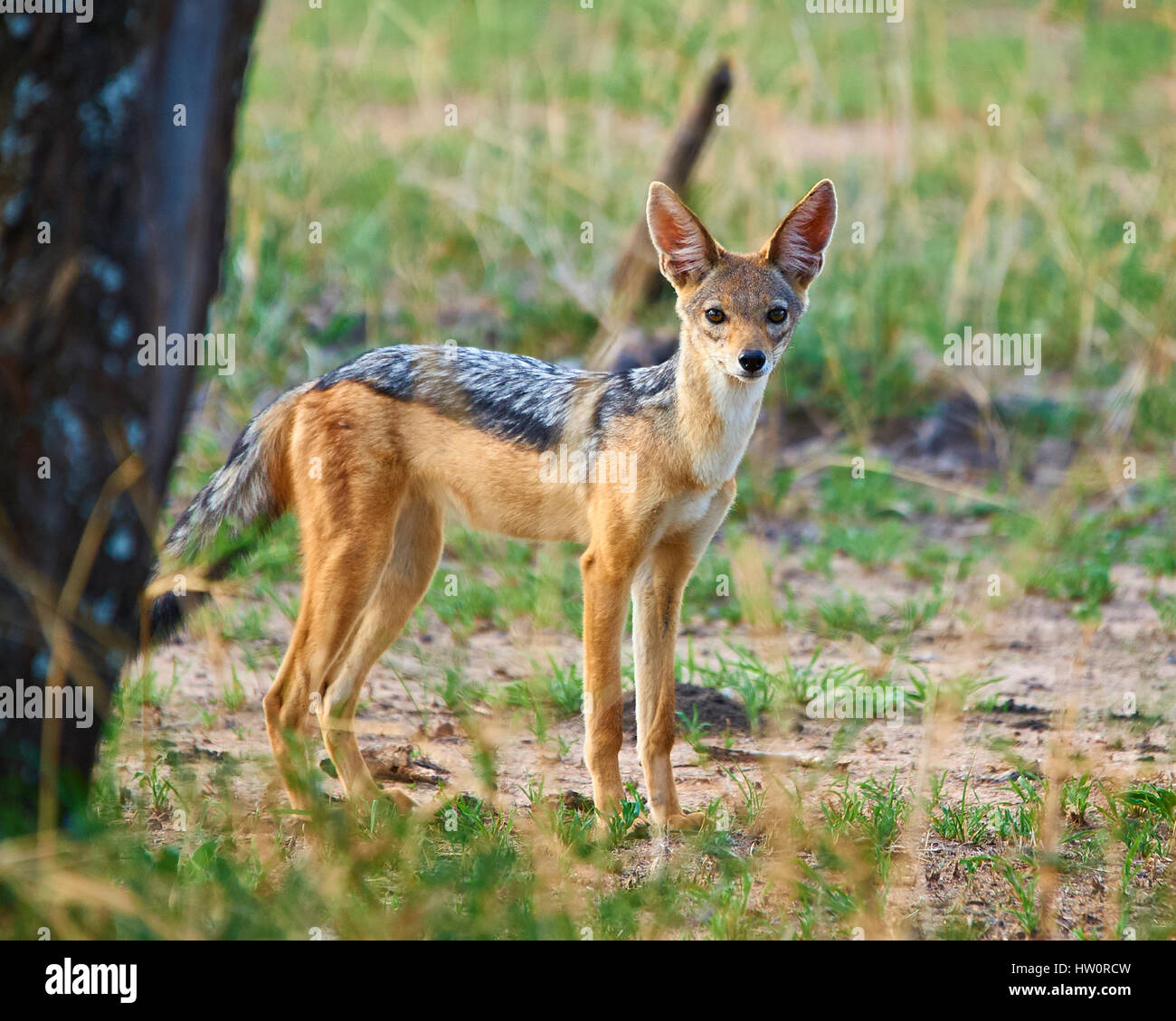 Curious and watchful hi-res stock photography and images - Alamy