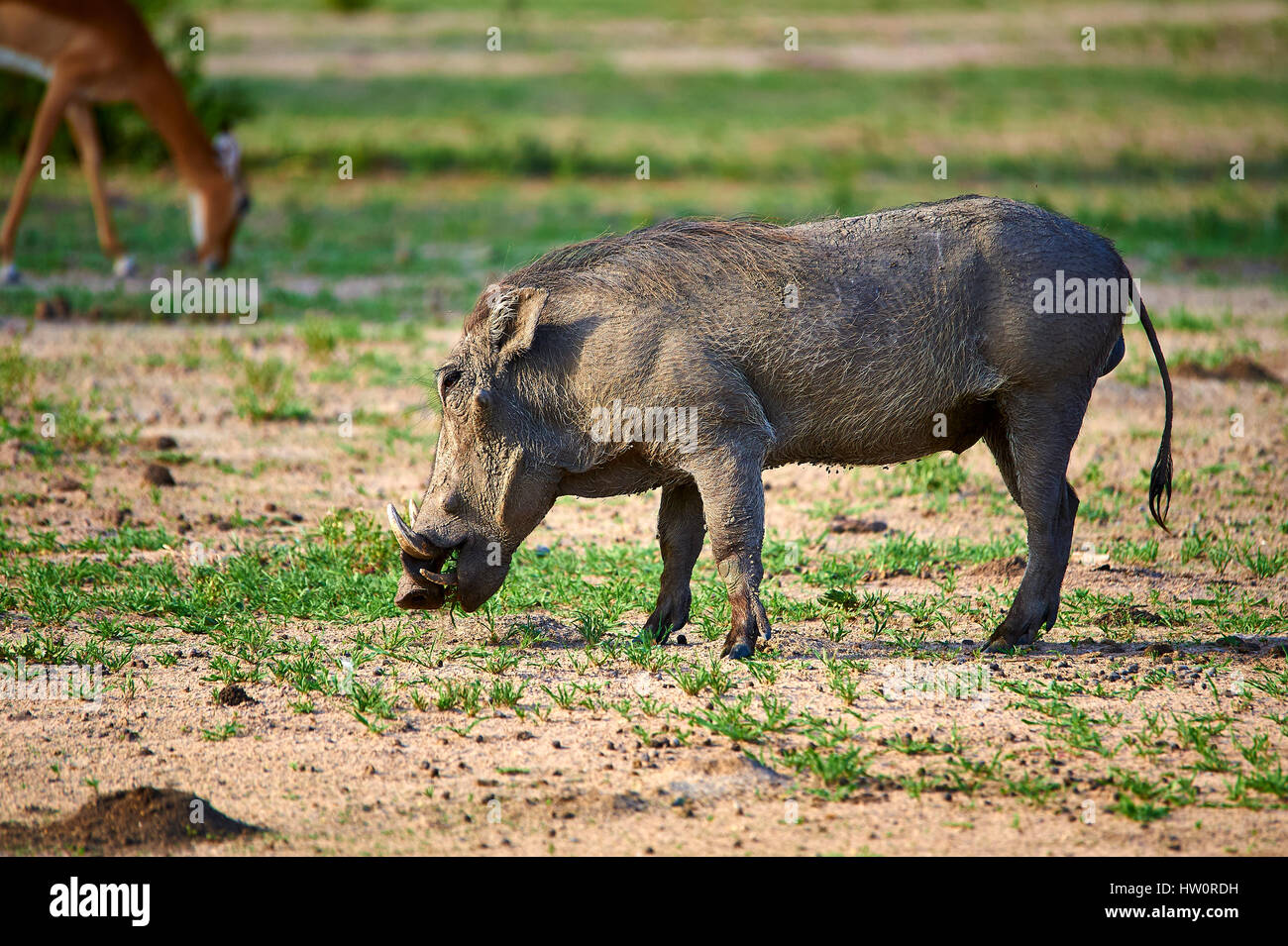Grazing teeth hi-res stock photography and images - Alamy