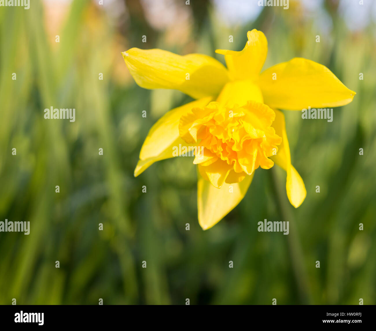 Narcissus pseudonarcissus daffodil opening in spring sunshine Stock ...