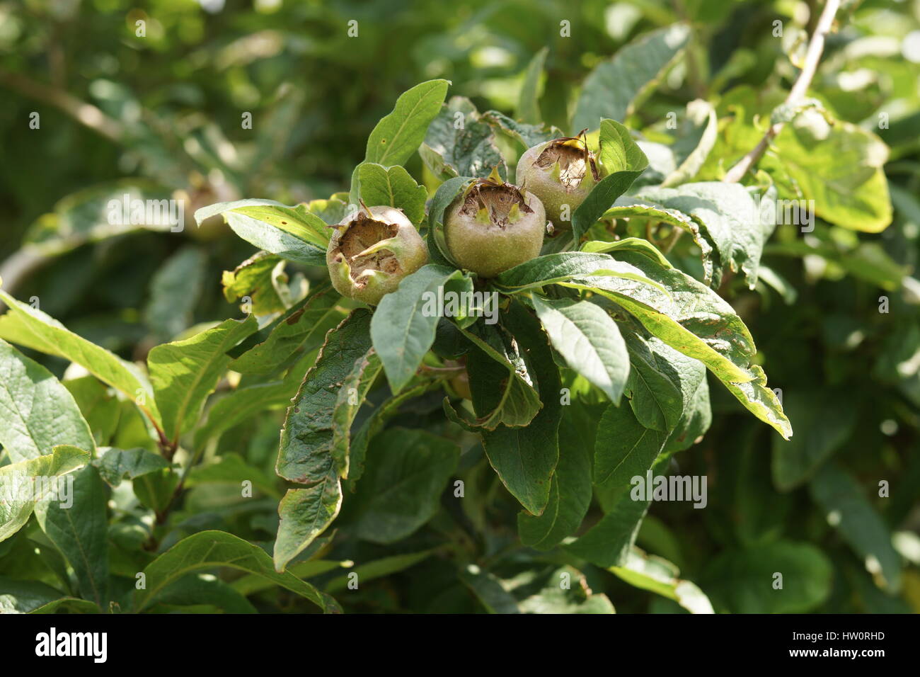 Mespilus germanica hi-res stock photography and images - Alamy
