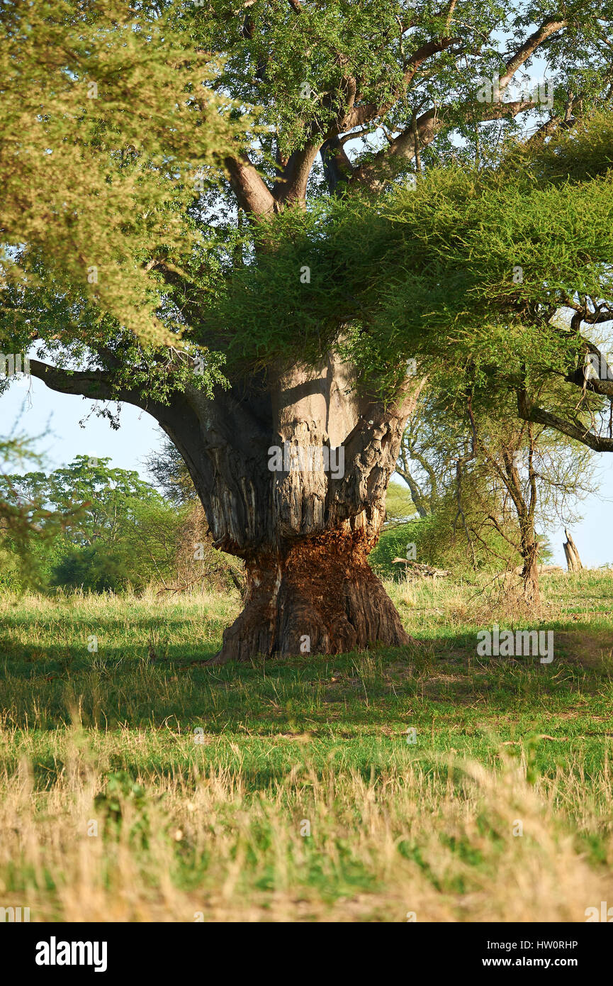 Baobab tree heavily scraped by elephants Stock Photo - Alamy