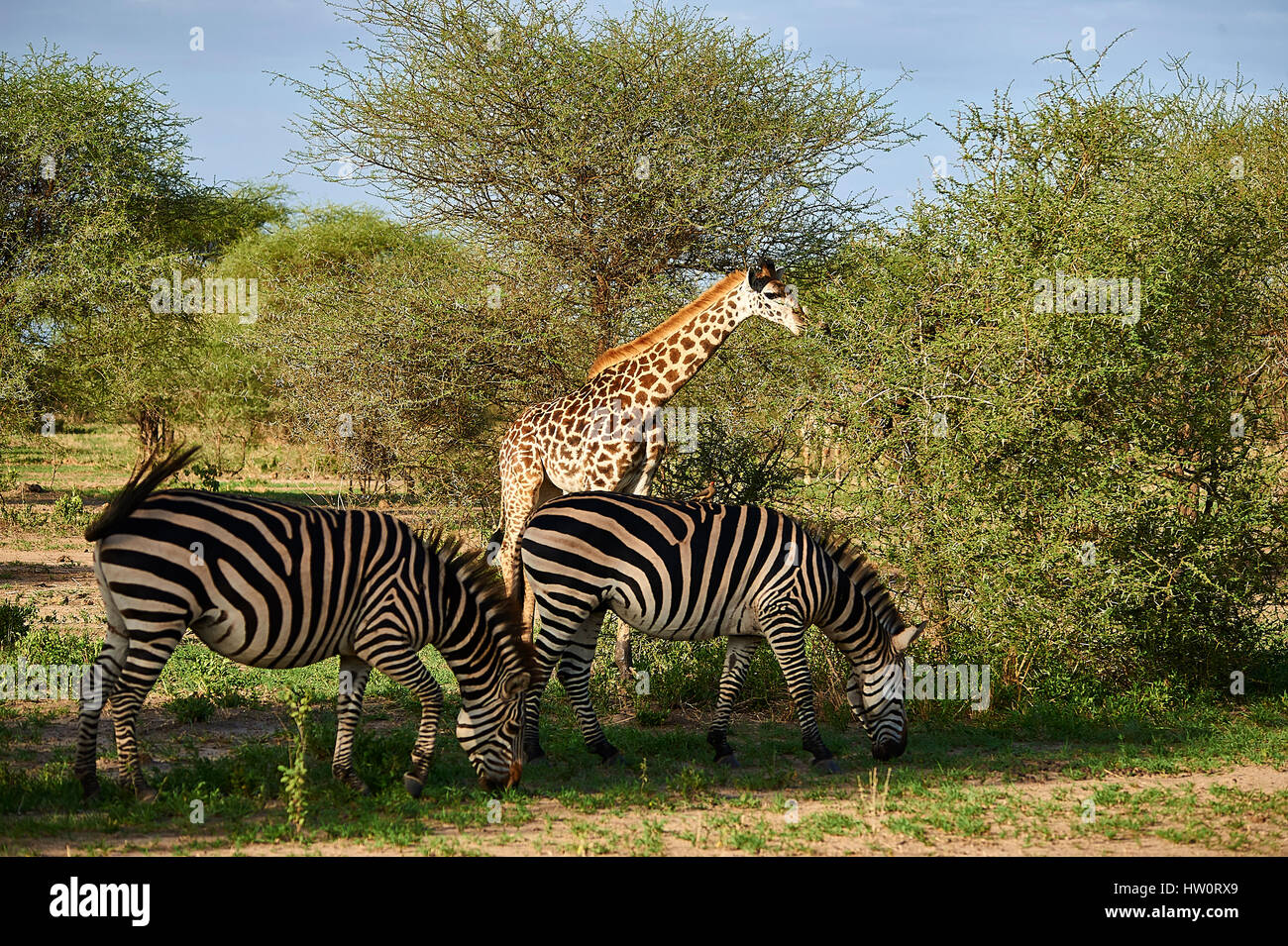 Zebras and giraffe grazing in peaceful harmony Stock Photo - Alamy
