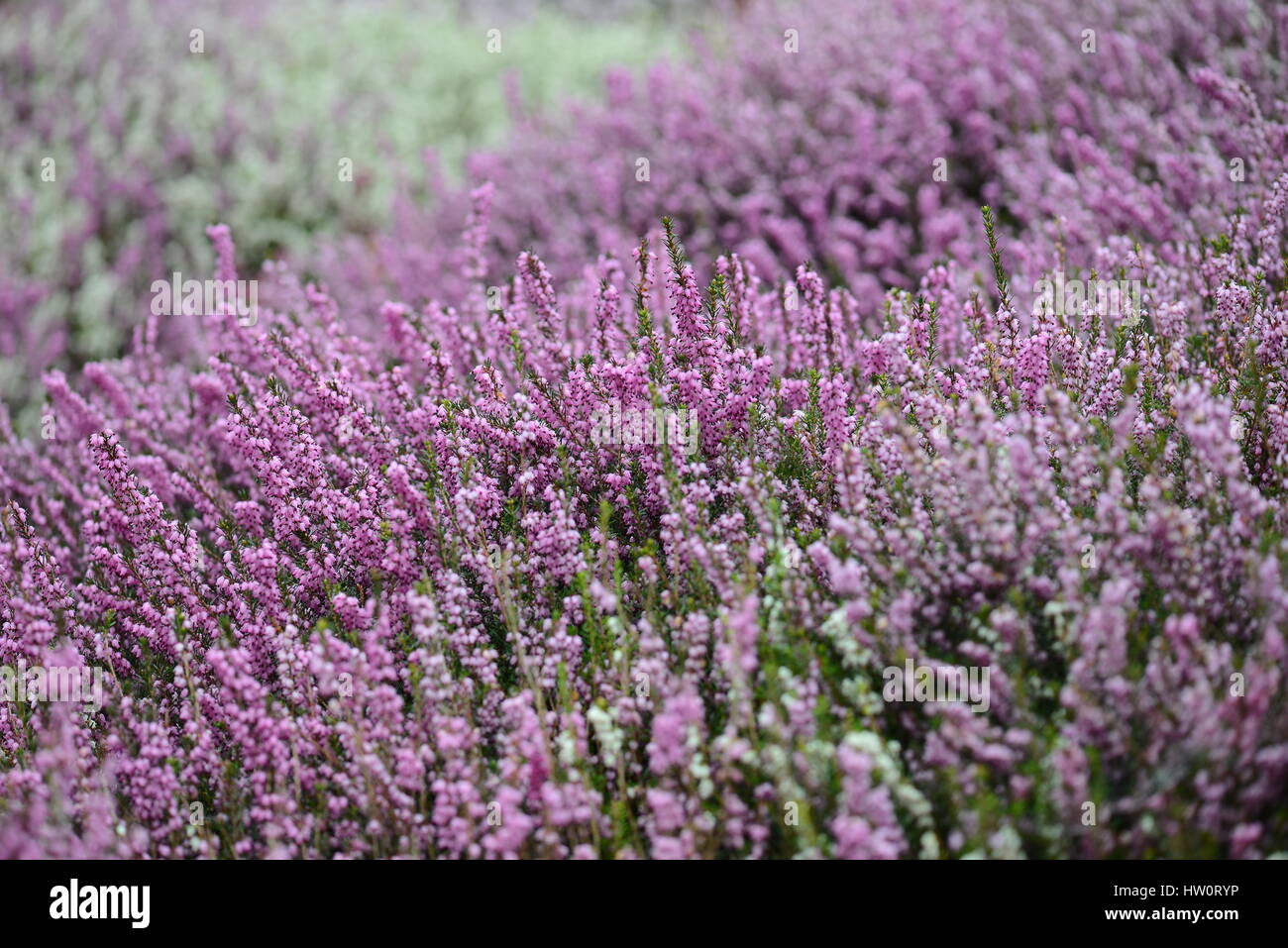Mass of heather (erica) plants with pink and white colours, Cornwall ...