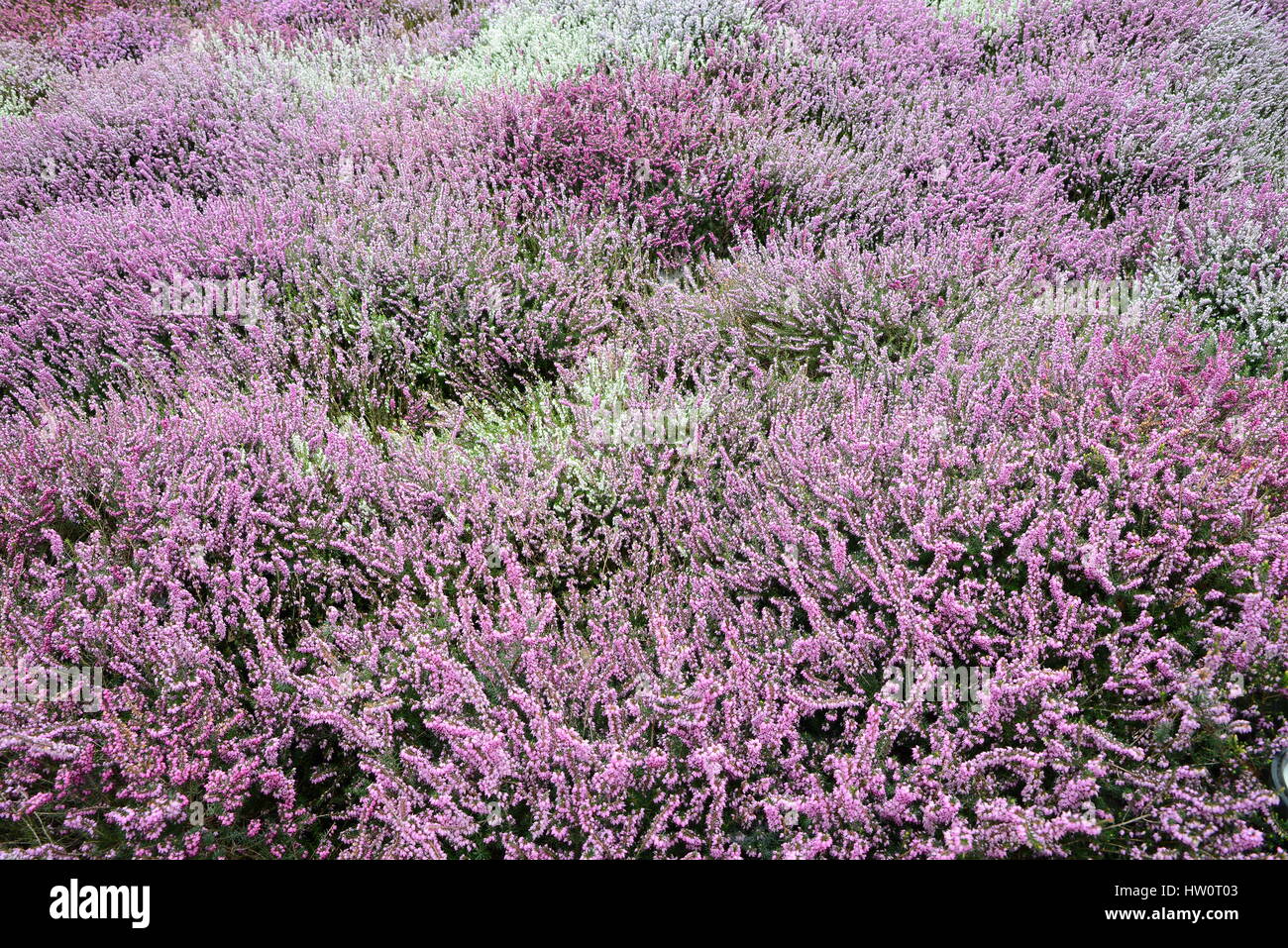 Mass of heather (erica) plants with pink and white colours, Cornwall ...