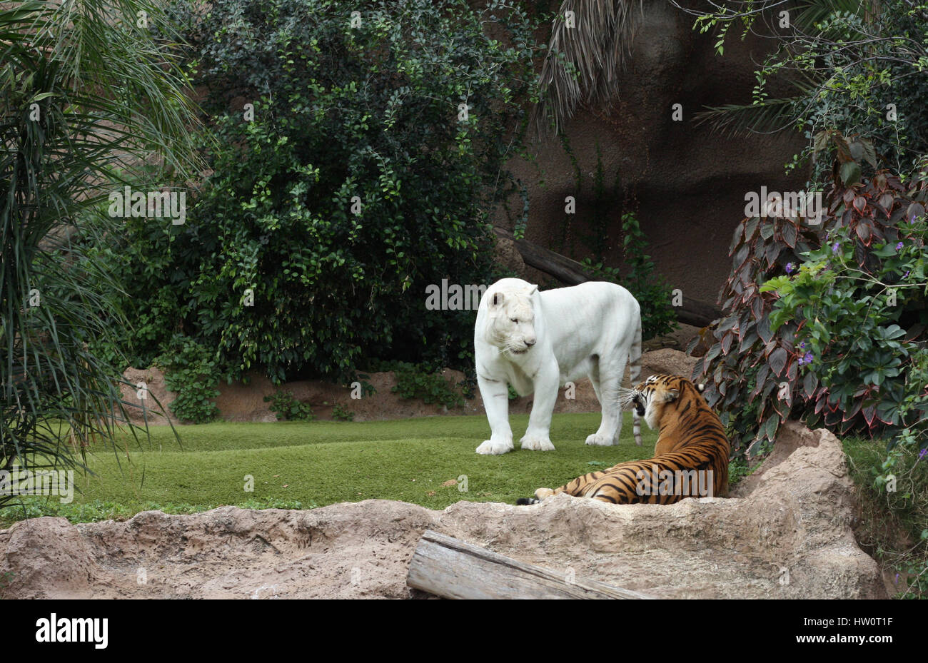 Two tigers - Prince (white tiger) and Saba in Loro Parque in Tenerife ...