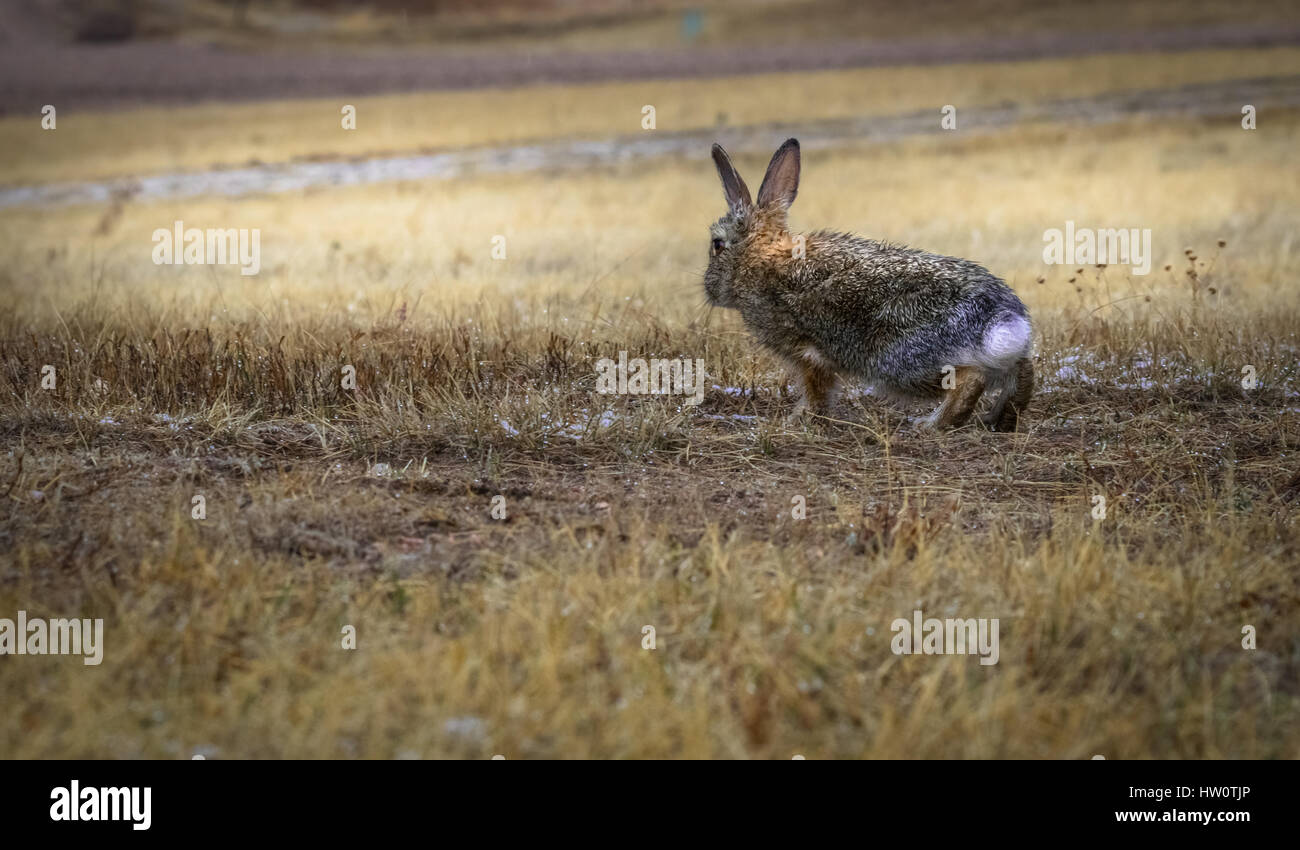 Cottontail jump hi-res stock photography and images - Alamy