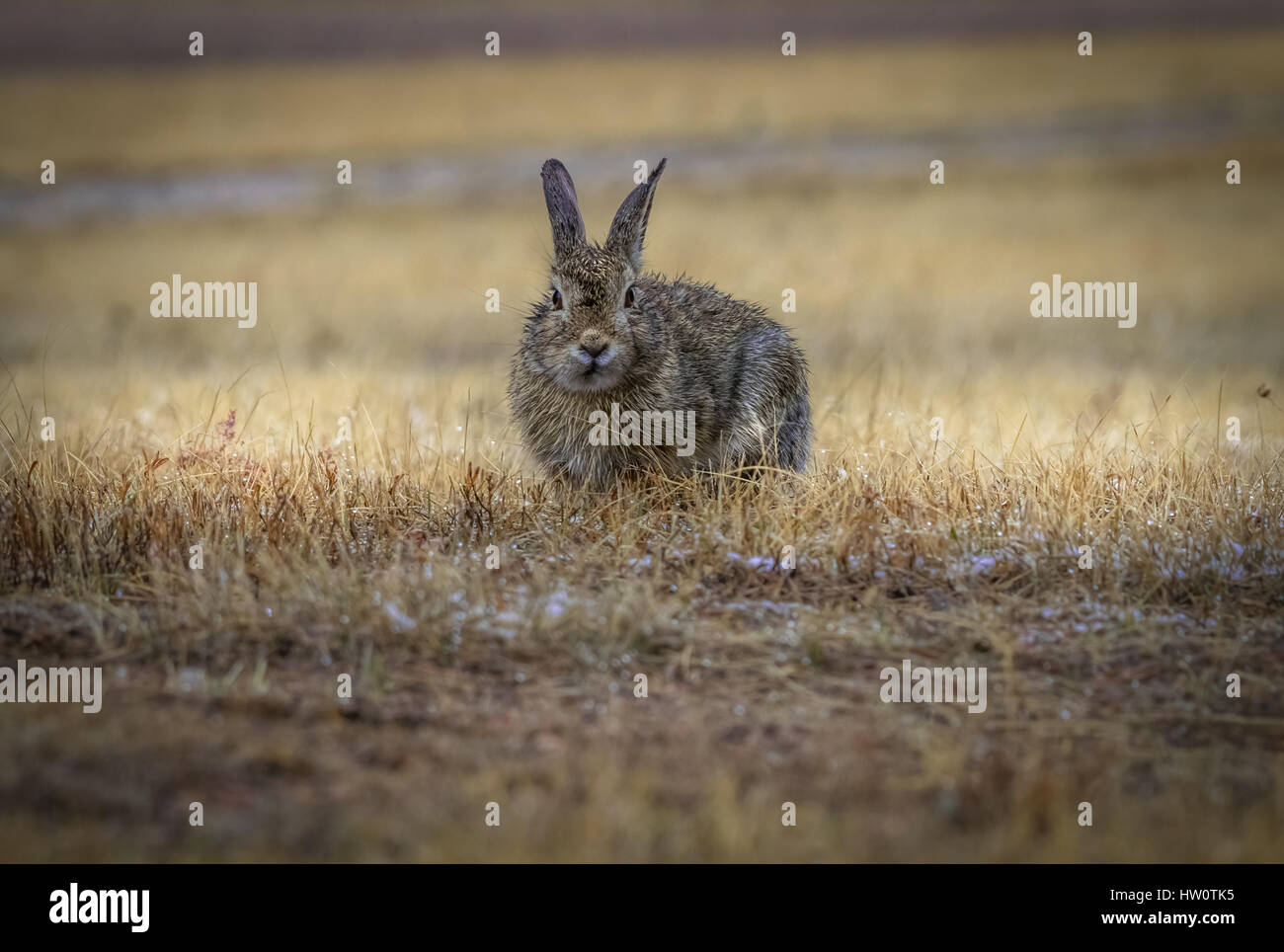 Gray bunny with big eyes on the basket Stock Photo - Alamy