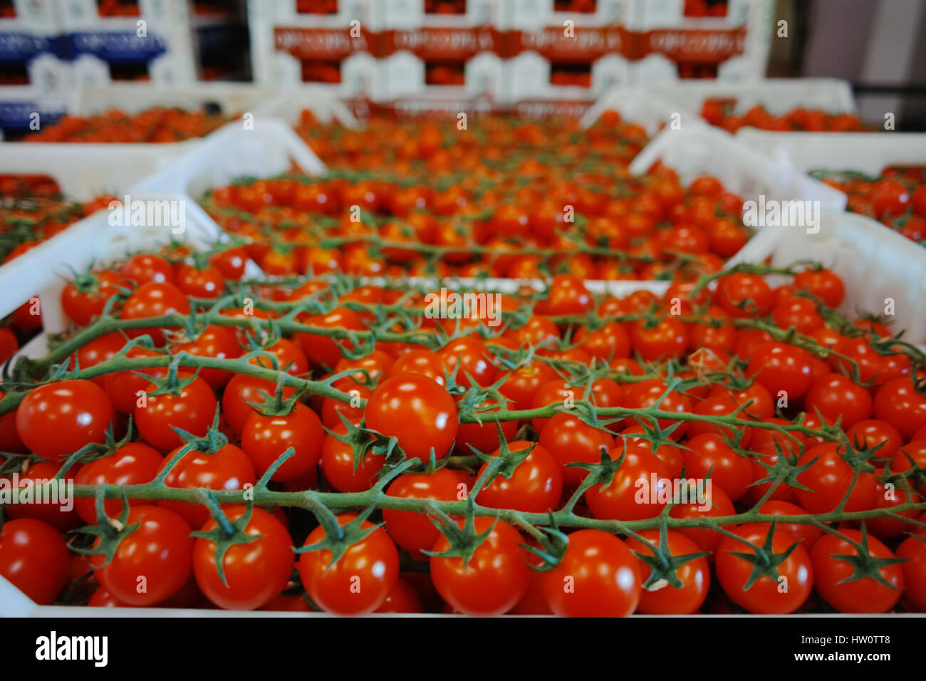 Fresh ripe red tomatoes in boxes in whole sale market ready for retail ...