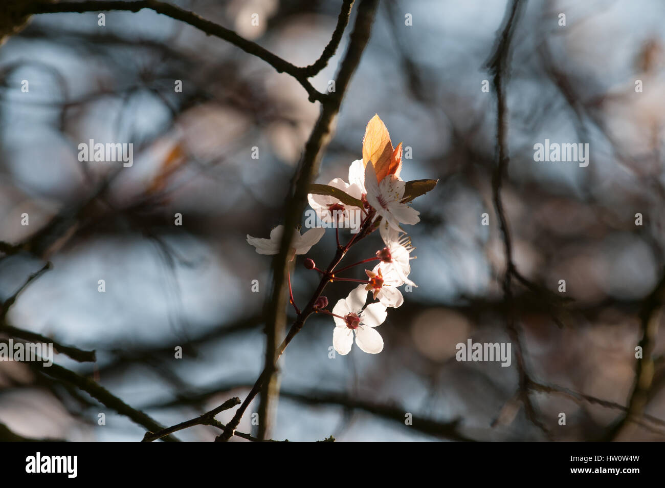 Cherry blossom abstract hi-res stock photography and images - Alamy