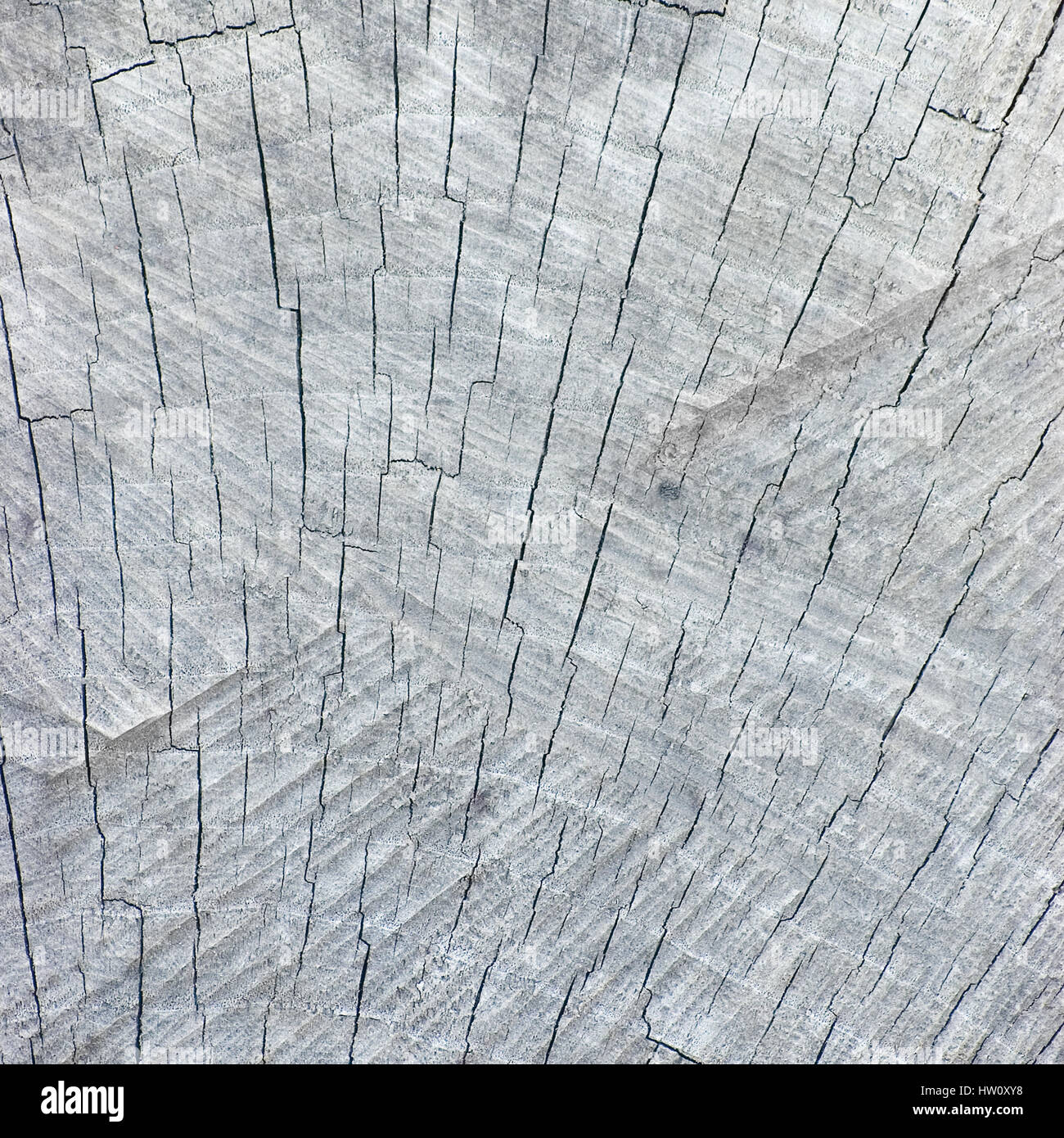 Natural Weathered Gray Tree Stump Cut Texture, Large Detailed ...