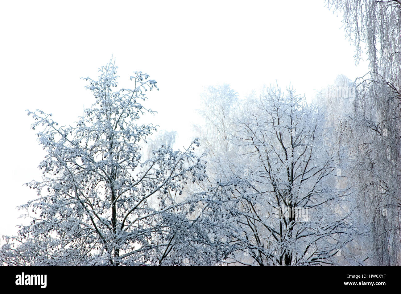 Ramification large hi-res stock photography and images - Alamy