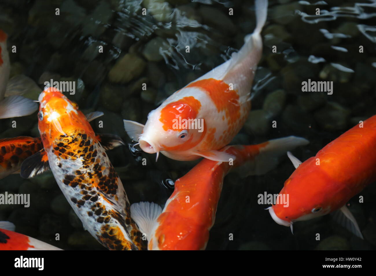 Orange white gold fish swimming pond Stock Photo - Alamy