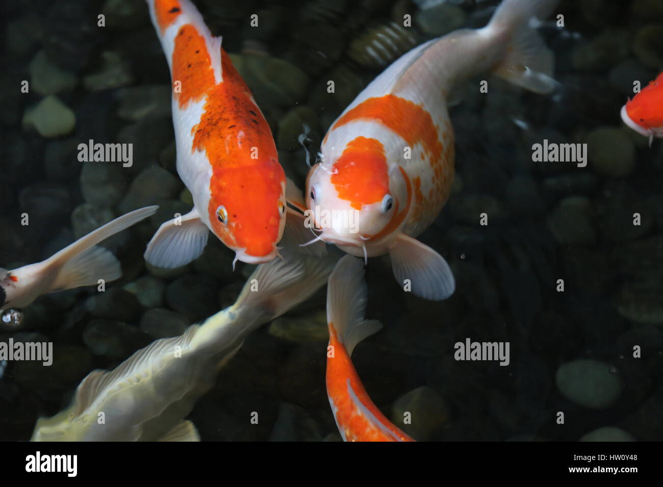 Traditional orange asian fish background Stock Photo - Alamy