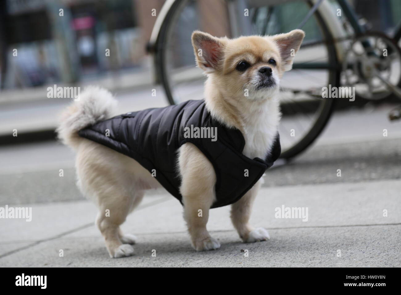 Cute small dog beige colour leash Stock Photo - Alamy