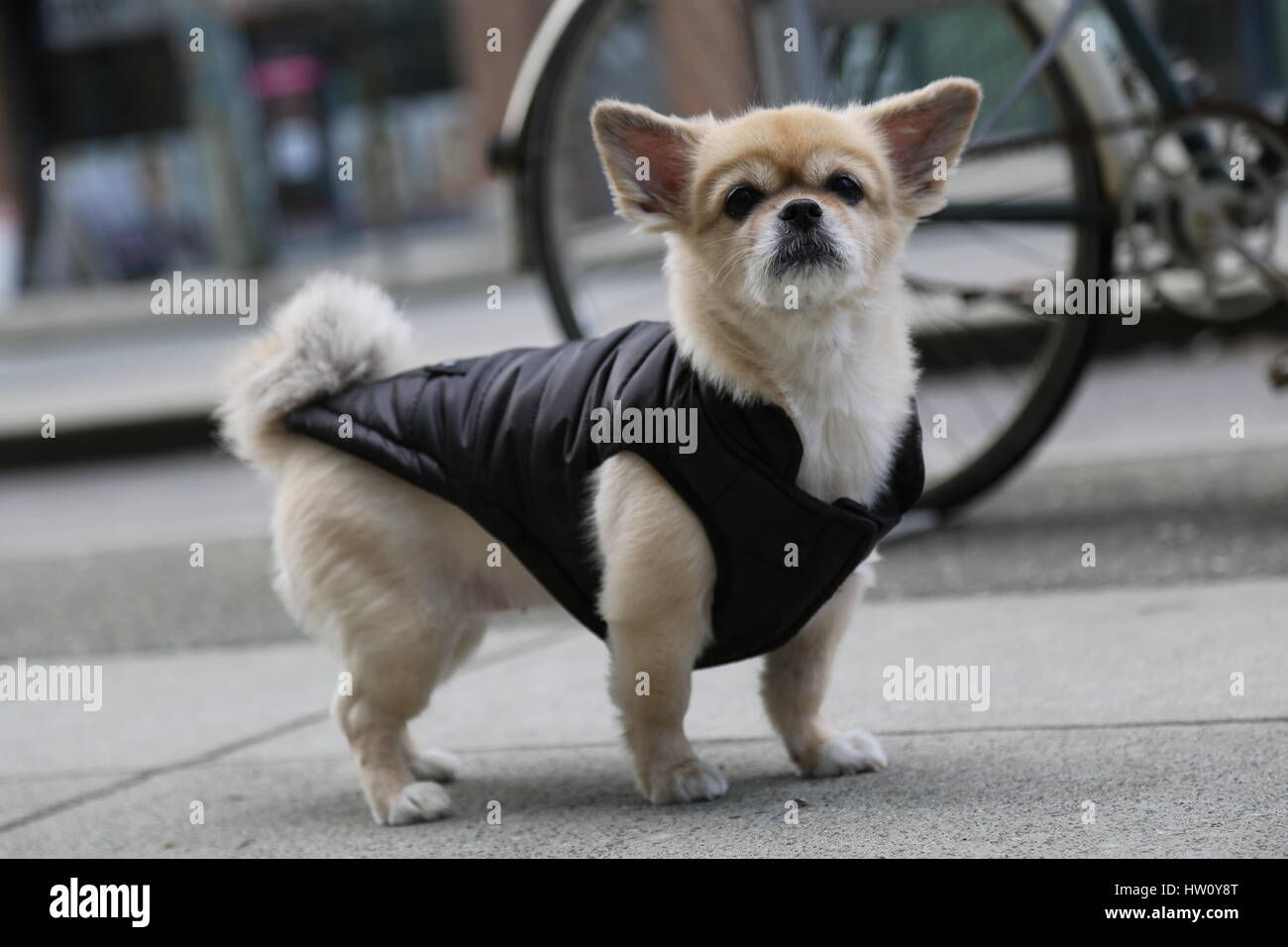 Cute small dog beige colour leash Stock Photo - Alamy