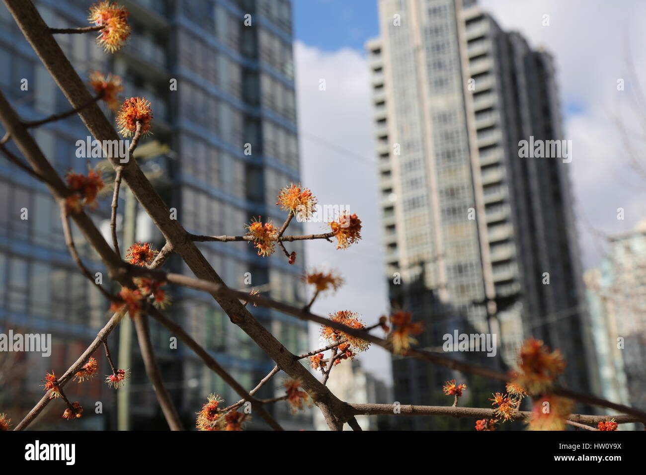 Modern highrise buildings tree branch Stock Photo - Alamy