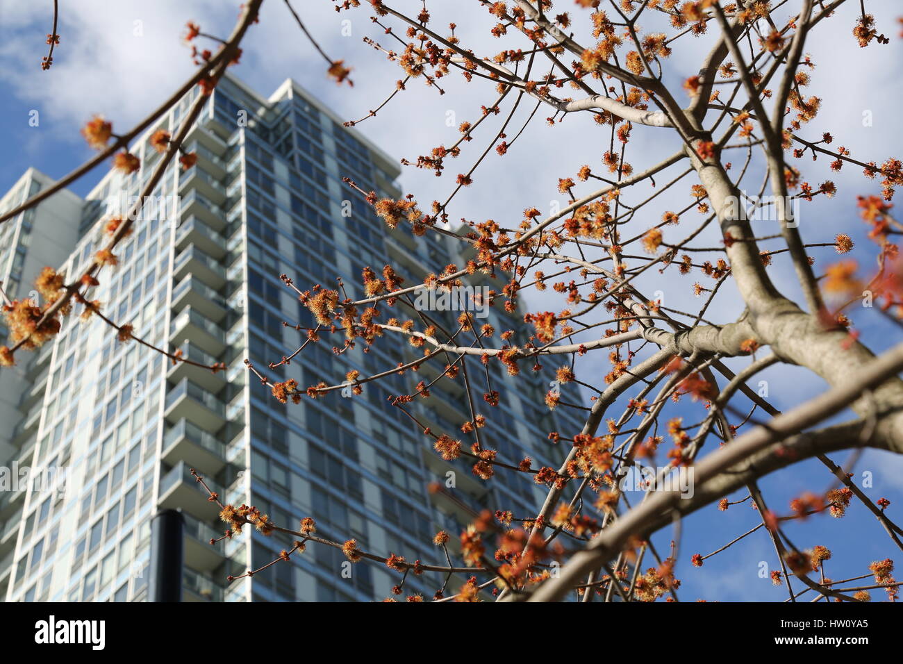 Modern highrise buildings tree branch Stock Photo - Alamy