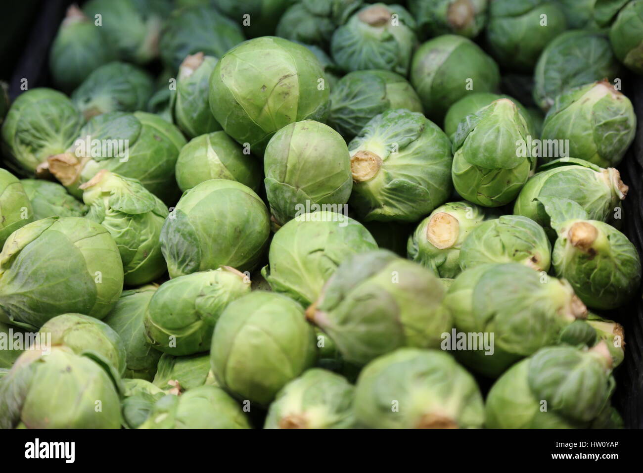 Brussel sprout healthy nutririon texture Stock Photo - Alamy