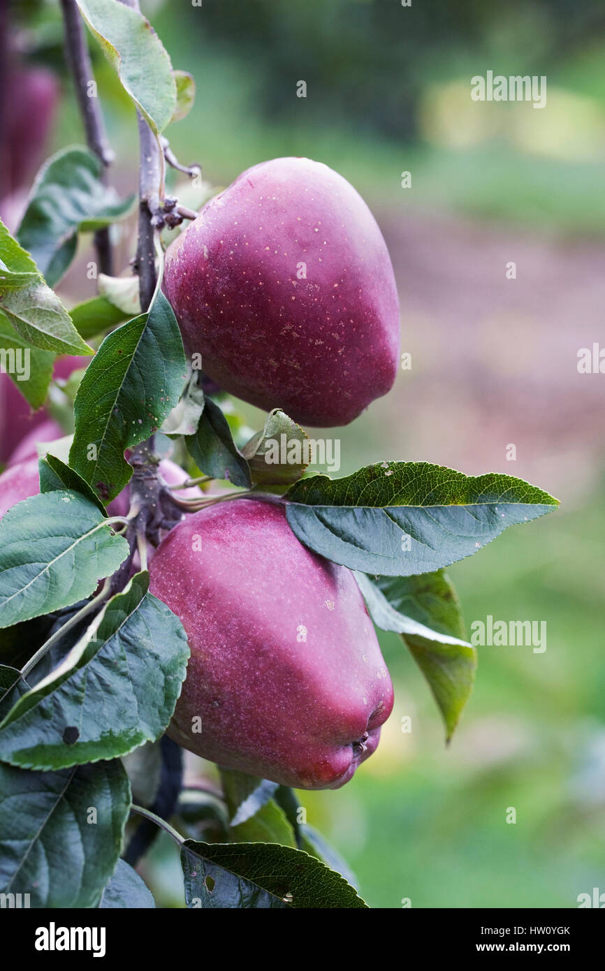 Five finger plant hi-res stock photography and images - Alamy