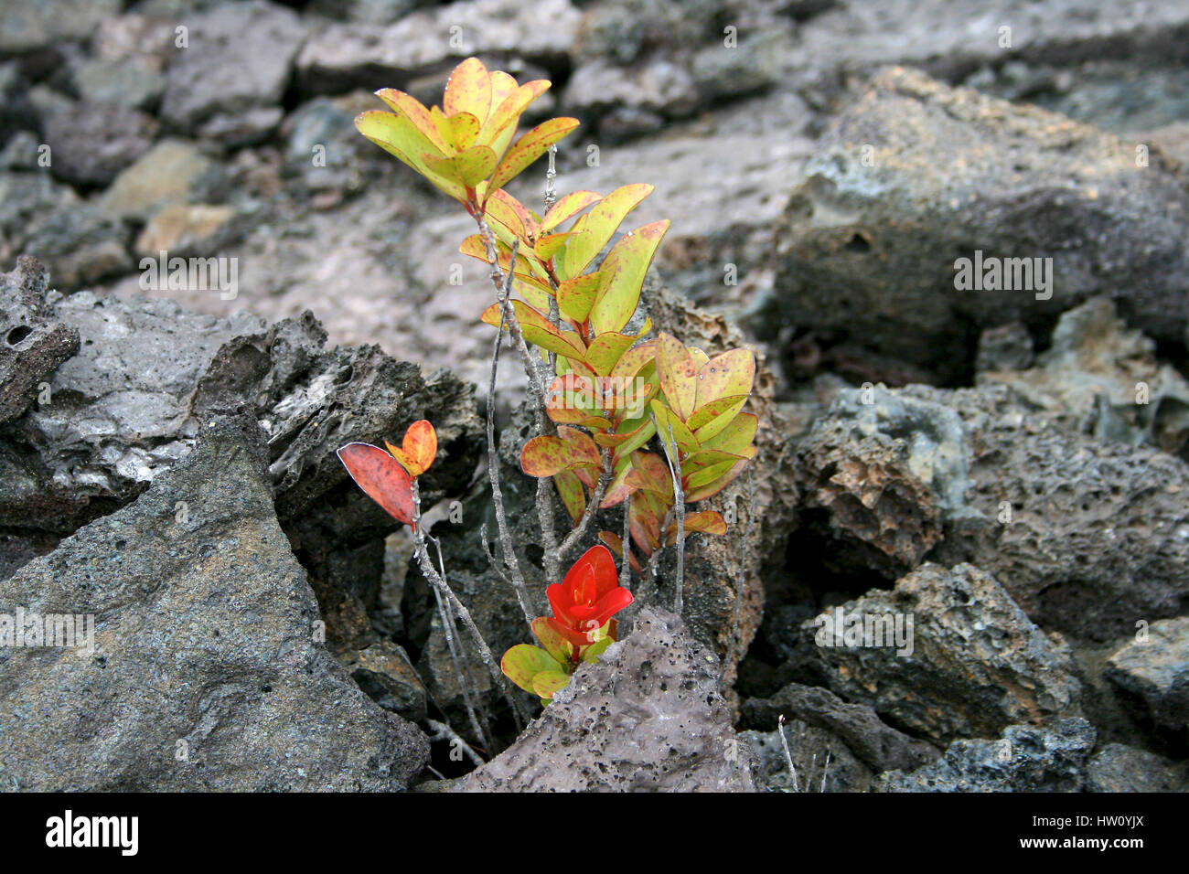 Lava Volcano Plant High Resolution Stock Photography and Images - Alamy