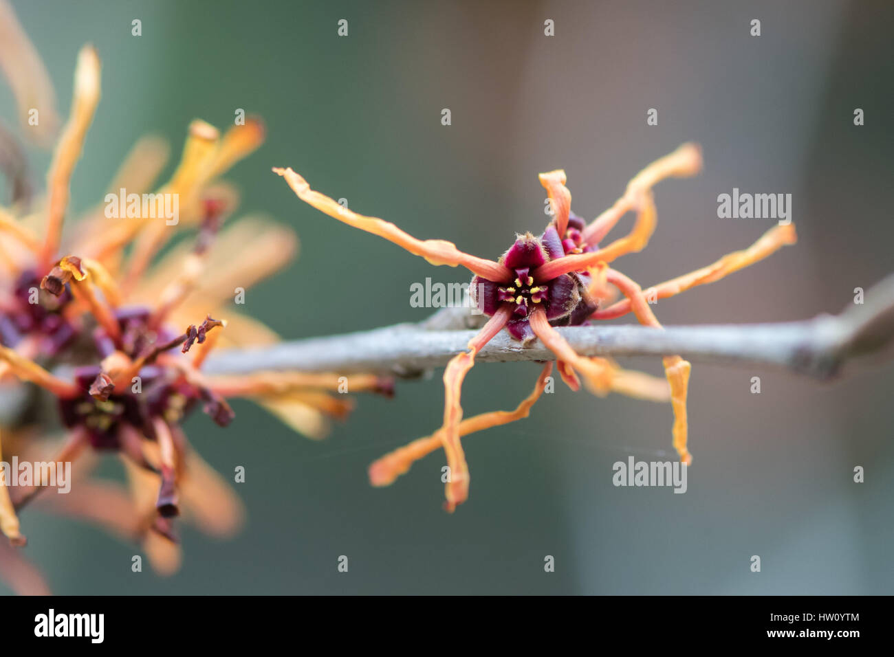 Witch hazel (Hamamelis x intermedia Jelena) flower. Detail of ...