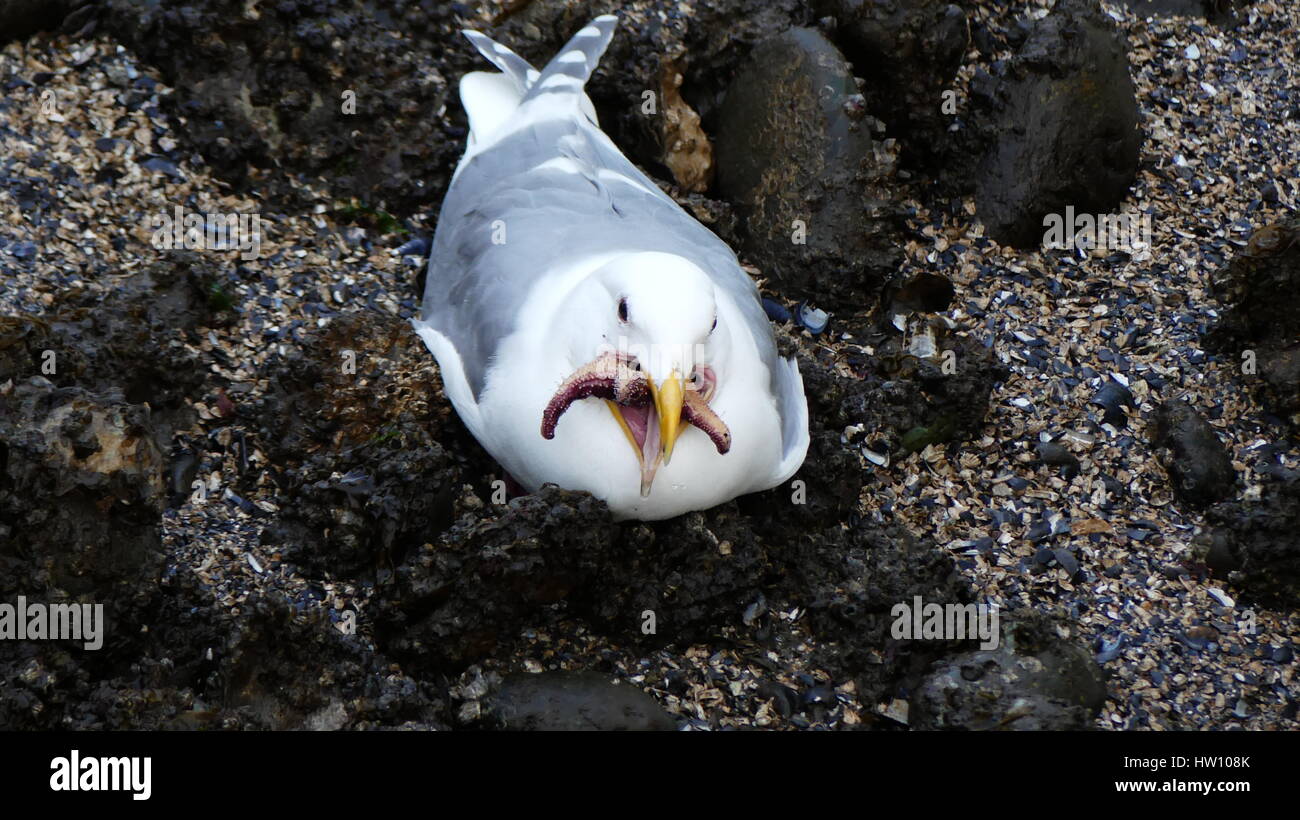 Mew bird pray alone hunt Stock Photo - Alamy